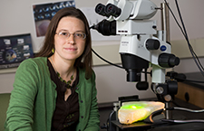 Why hurricanes are coming north