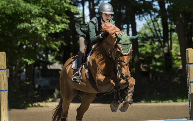 Vis-à-vis: History and horses